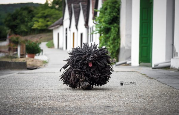 Puli fajtaismertető: kialakulása és története napjainkig