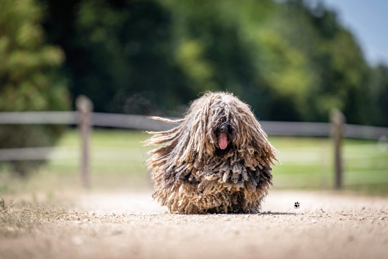 Puli fajtaismertető: kialakulása és története napjainkig