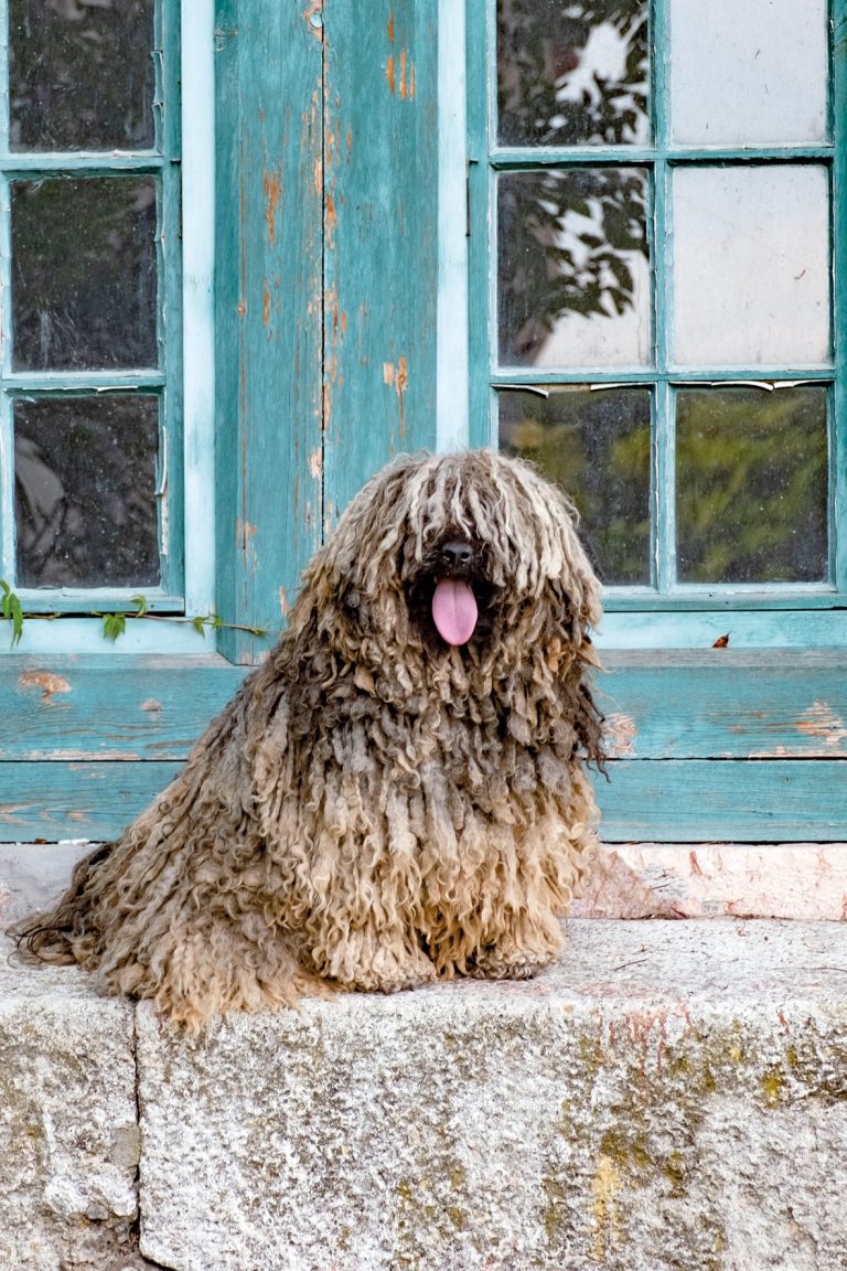 Puli fajtaismertető: kialakulása és története napjainkig